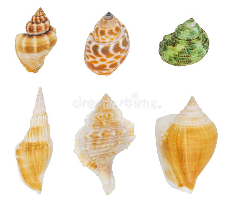 Collection of Various Shells, Top View, Isolated on White Background ...