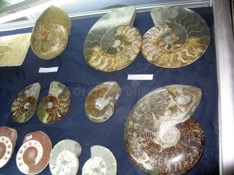 Various Sized Ammonite Fossils Stock Photos - Free & Royalty-Free Stock ...