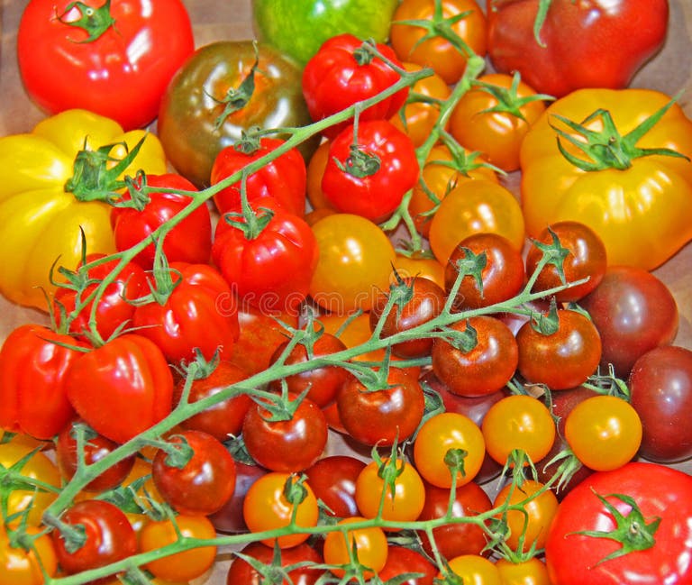 Collection of Various Tomatoes. Stock Photo - Image of yellow, grow ...