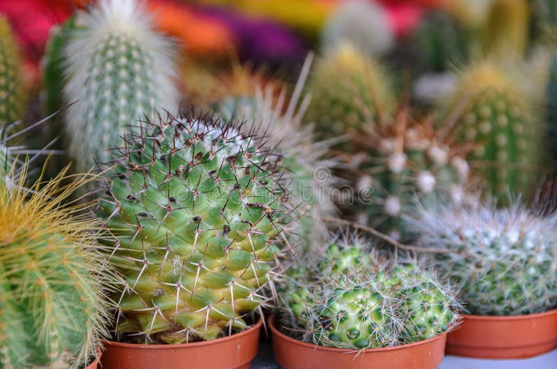 Collection of Various Types of Cacti Stock Image - Image of close ...