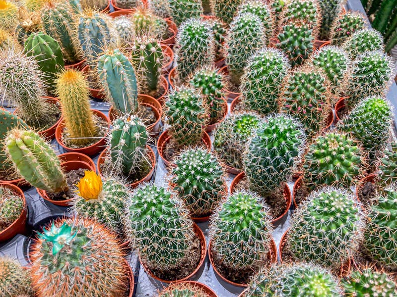 Collection of Varying Cacti on an Indoor Table, Single or Multiple ...