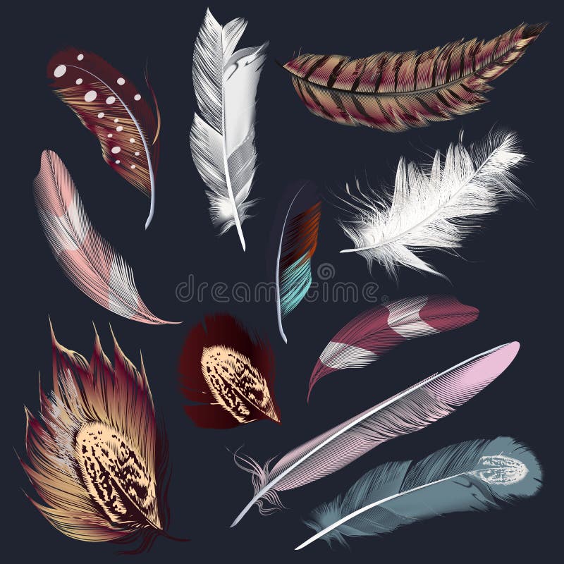Collection of Vector Colored Feathers for Boho Design Stock Vector ...