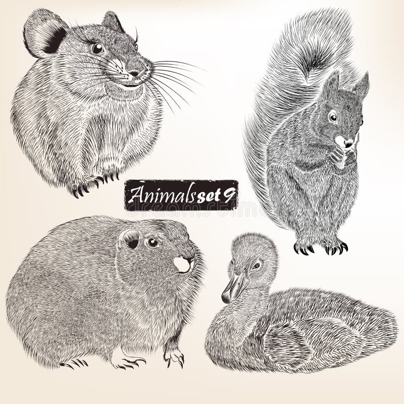 Collection of Vector Detailed Animals for Design Stock Vector ...