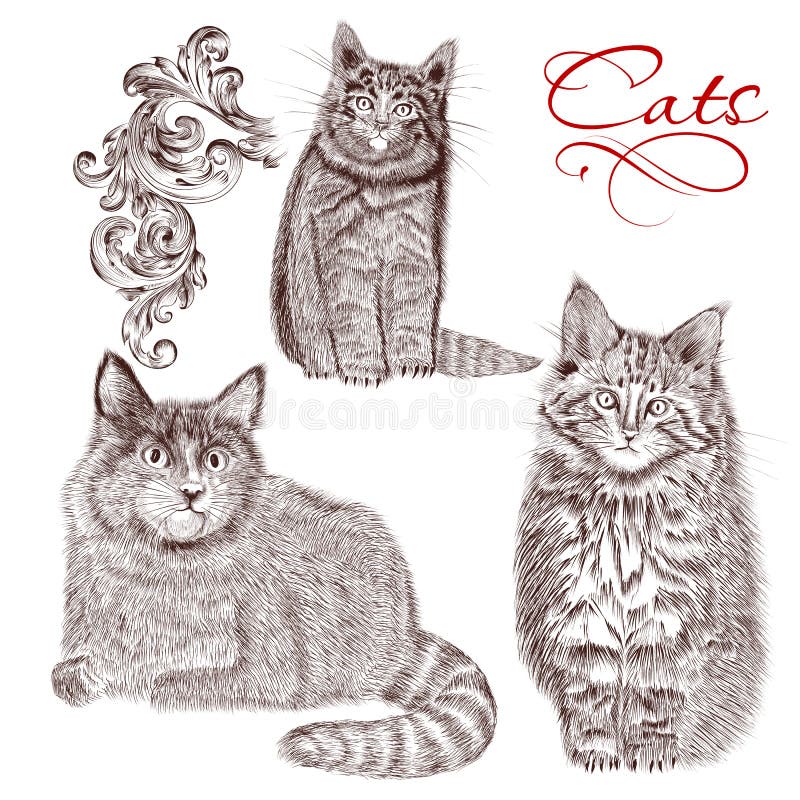 Collection of Vector Detailed Hand Drawn Cats Stock Vector ...