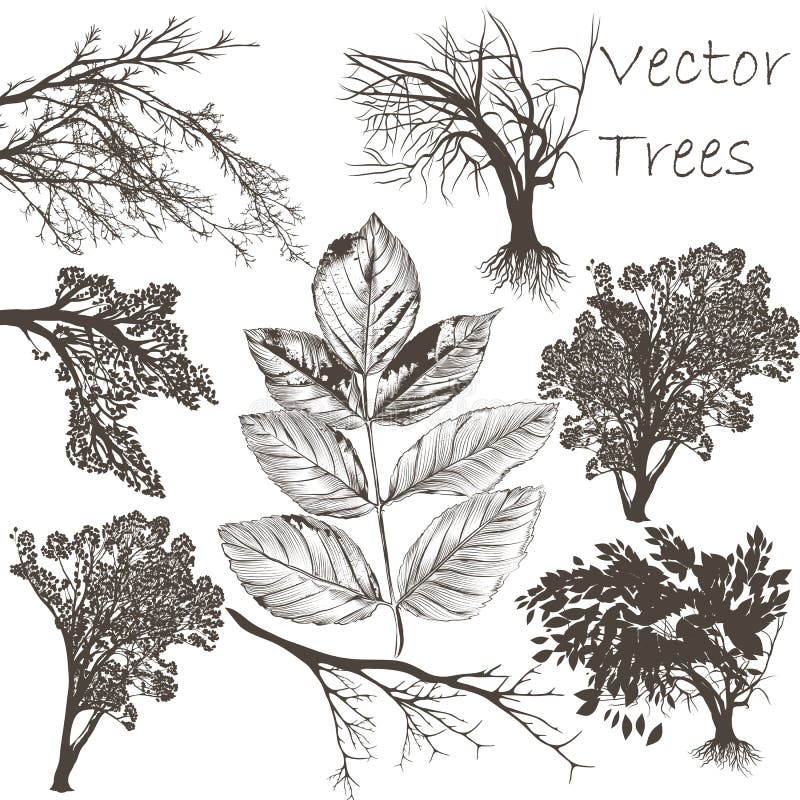 Collection of Vector Detailed Trees for Design Stock Vector ...