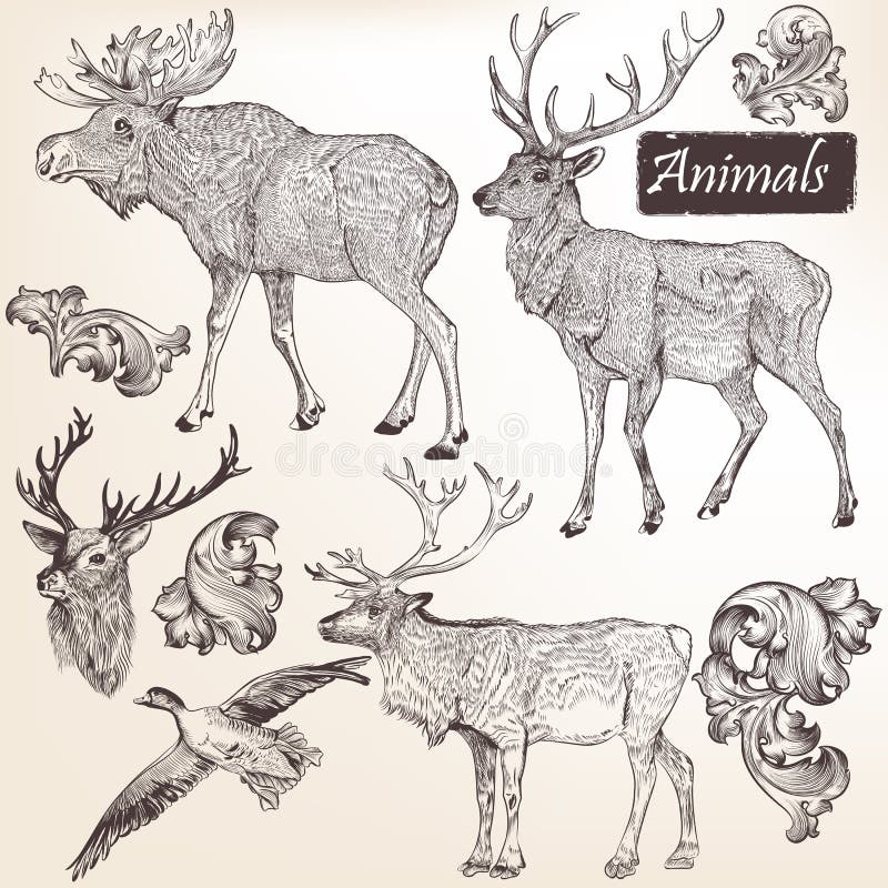 Vintage Style Animal Drawings at Rodger Morales blog