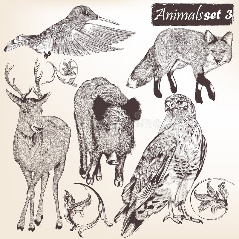 Vector Set of Detailed Hand Drawn Animals in Vintage Style Stock Vector ...