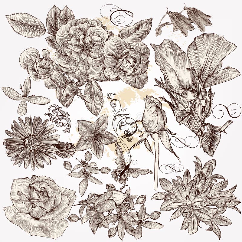 Collection of Vector Hand Drawn Detailed Flowers for Design Stock ...