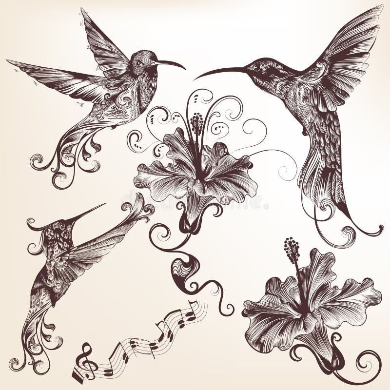 Collection of Vector Hand Drawn Hummingbirds for Design Stock Vector ...