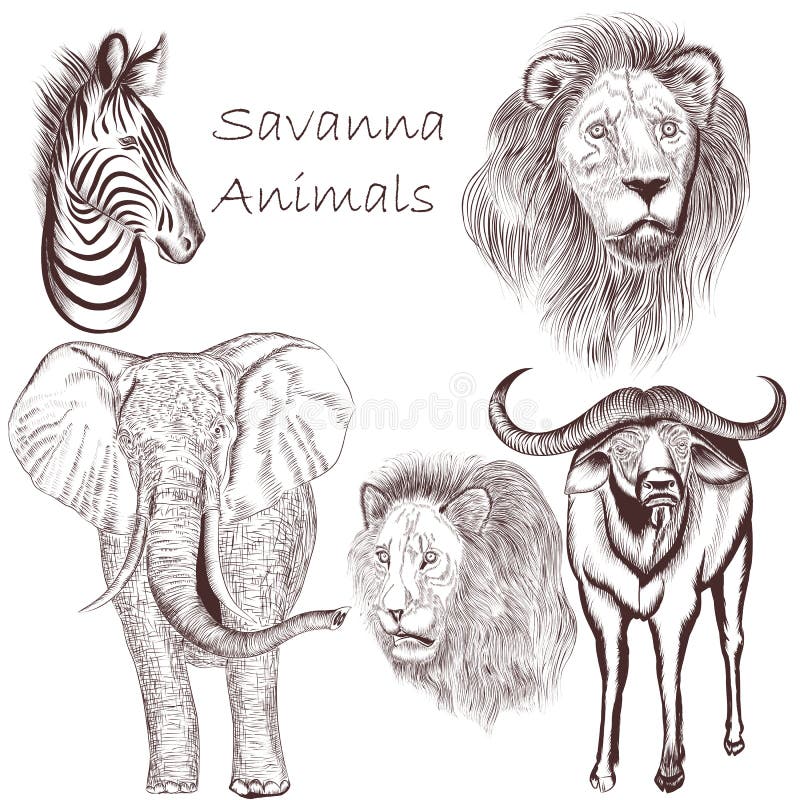 Collection of Vector Hand Drawn Savanna Animals for Design Stock Vector ...