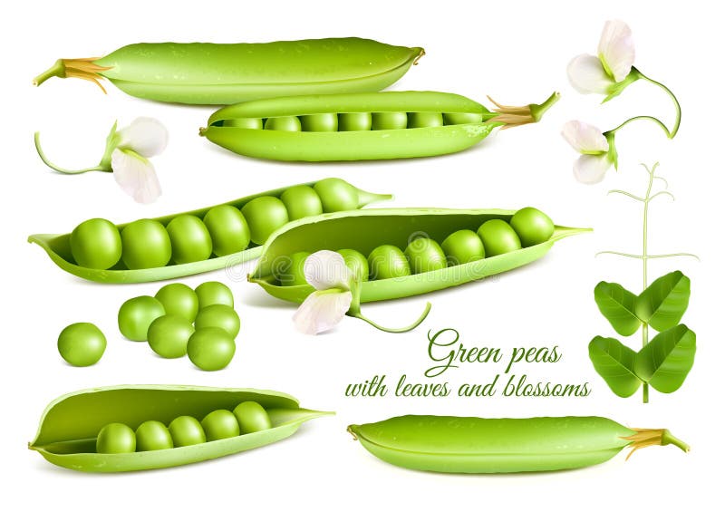 Pea Plant Growth Stages Infographic Elements in Flat Design. Planting ...