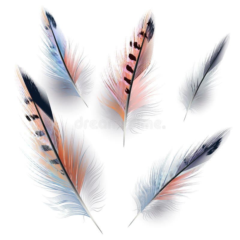 Collection of Vector Realistic Feathers for Design Stock Vector ...