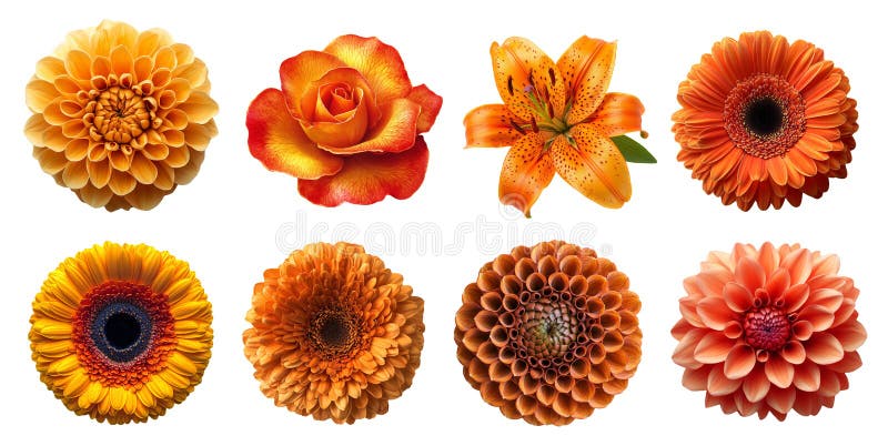 Collection of Vibrant Orange Flowers Displaying Diverse Petal Patterns ...