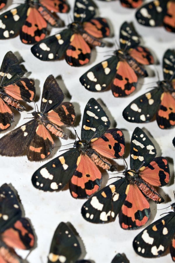 Collection of Victorian Butterflies Stock Photo - Image of animal ...