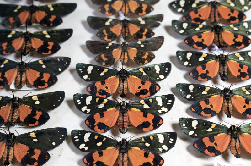 Collection of Victorian Butterflies Stock Photo - Image of nature ...