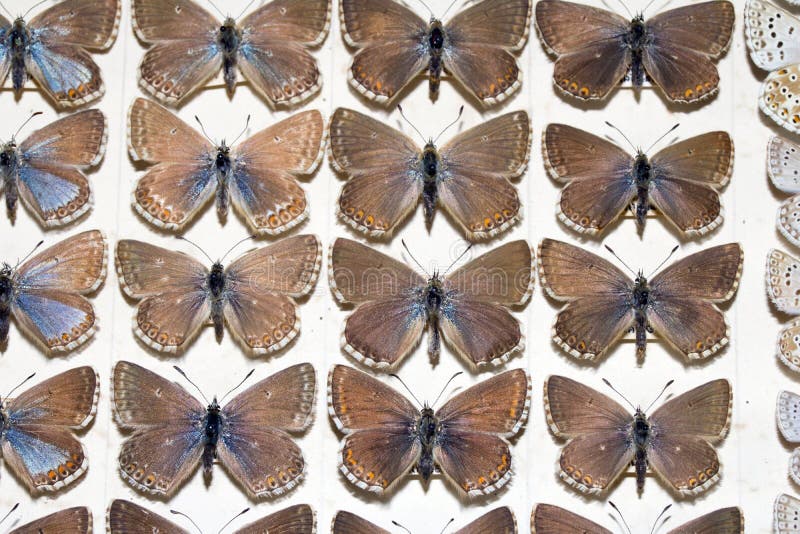 Collection of Victorian Butterflies Stock Photo - Image of insect ...