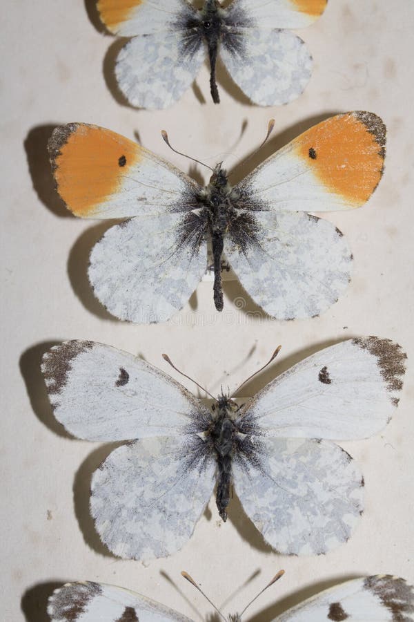 Collection of Victorian Butterflies Stock Photo - Image of beautiful ...
