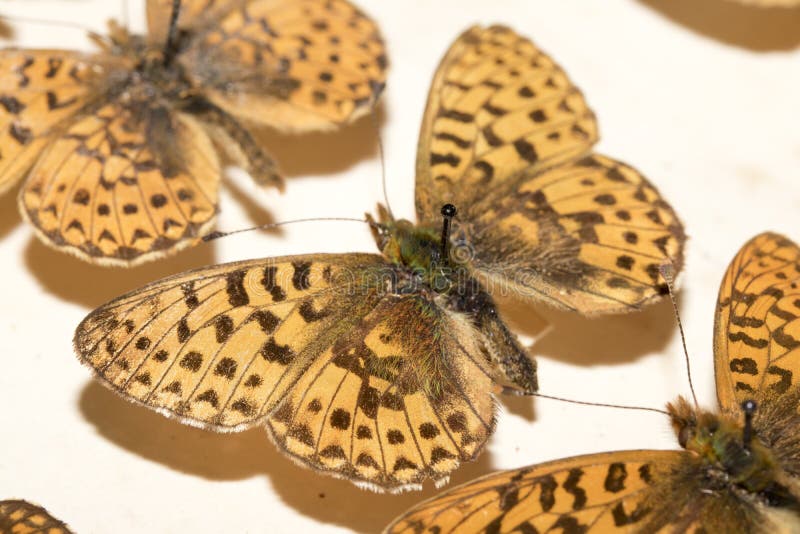 Collection of Victorian Butterflies Stock Image - Image of color ...