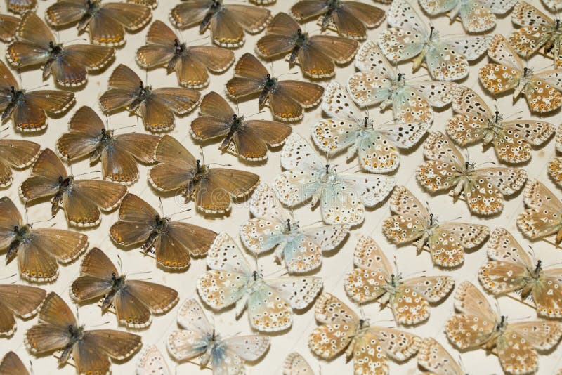 Collection of Victorian Butterflies Stock Photo - Image of butterfly ...