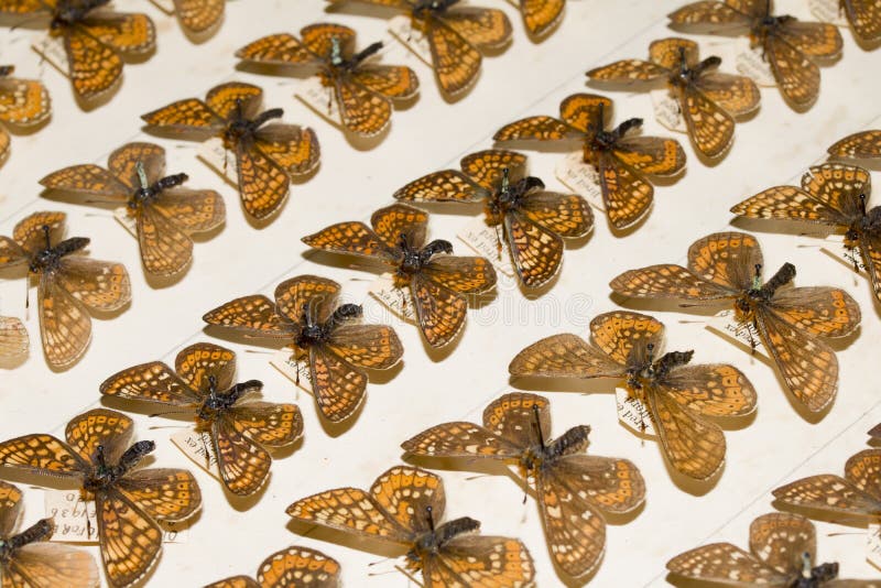 Collection of Victorian Butterflies Stock Photo - Image of insect ...