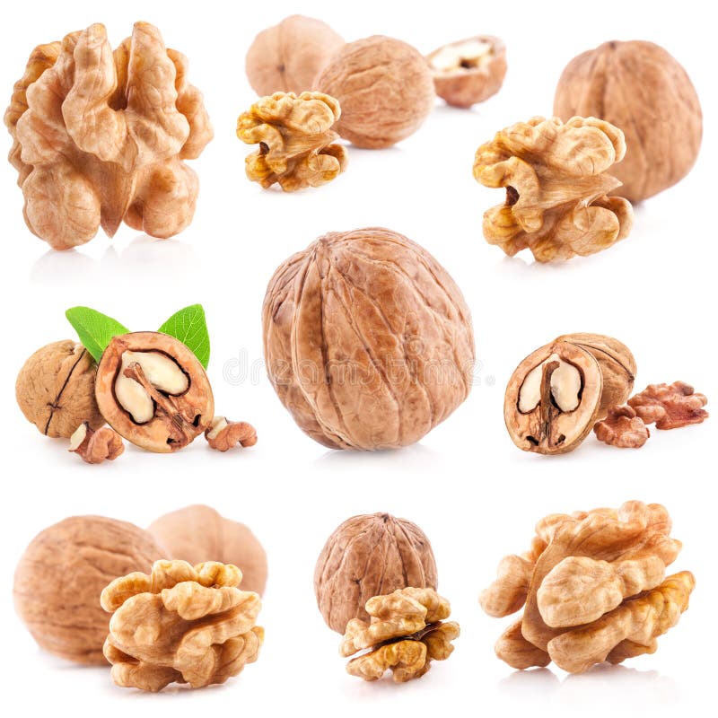Collection of Walnut stock image. Image of edible, leaves - 36525903