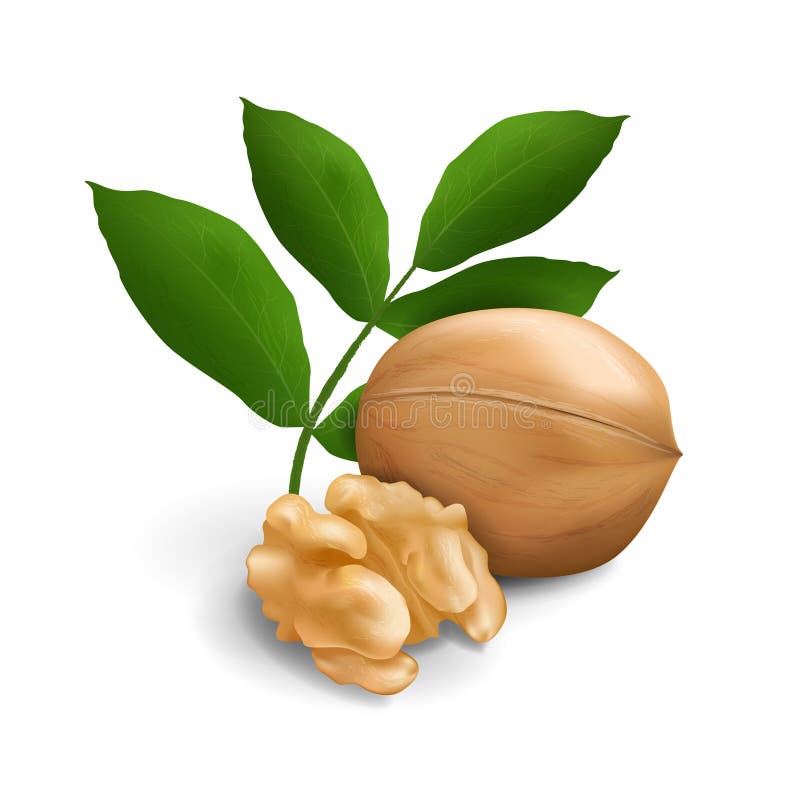 Walnuts Leaves Stock Illustrations – 216 Walnuts Leaves Stock ... Walnuts Leaves Stock Illustrations – 216 Walnuts Leaves Stock ...