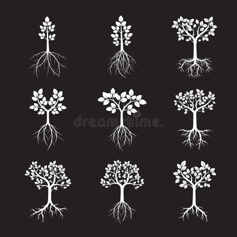 Collection of White Trees and Roots. Vector Illustration. Stock Vector ...