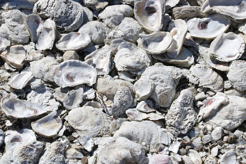 Textured, White Empty Oyster Shells Fill the Image Stock Photo - Image ...