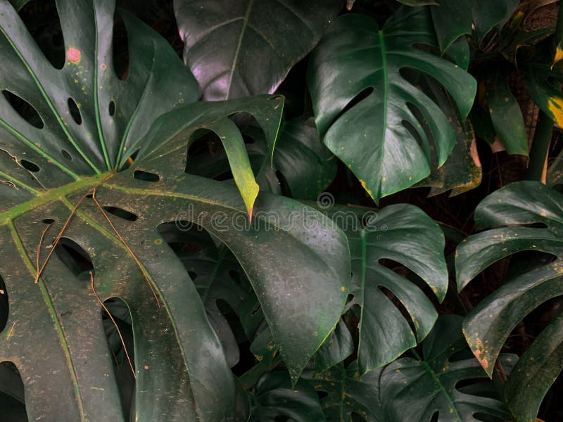A Collection of Wild Growing Monstera Plants Stock Image - Image of ...