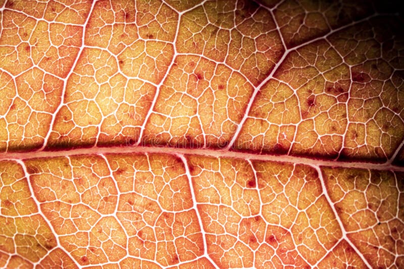 Macro Close Up of a Winter Fallen Leaf Rotting Abstract Background ...
