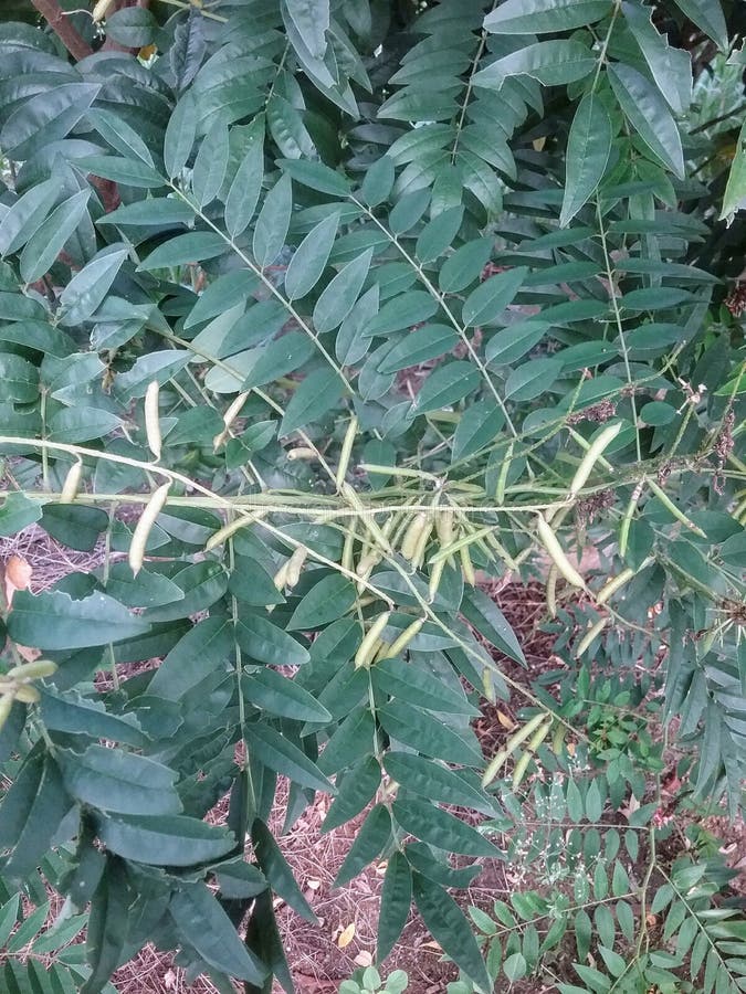 A Collection of Young Fruit from the Indigofera Tree. Stock Photo ...