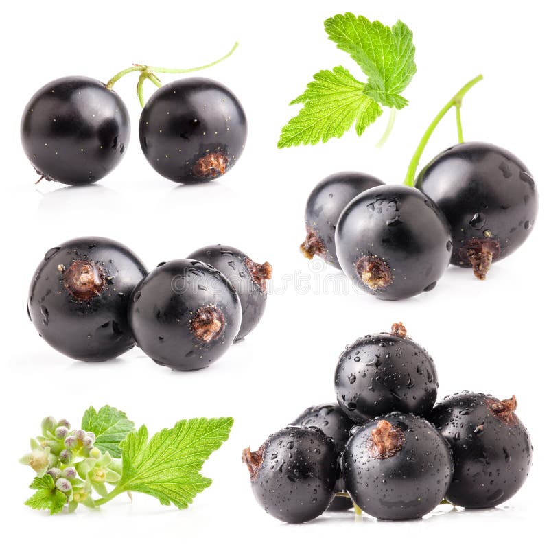 Black currant. stock image. Image of healthy, fresh, close - 10550829