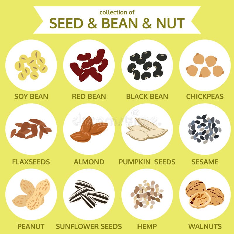 Collections of Seed & Bean & Nut, Food Icon Vector Illustration Stock ...