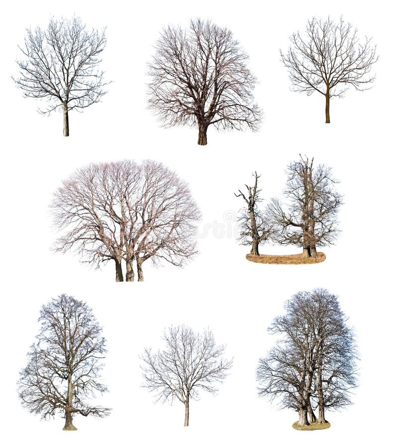Collections of tree stock photo. Image of branch, single - 30795184