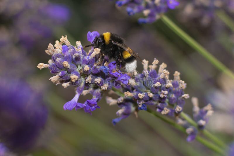 It Collects Humming Nectar in the Lavender. Stock Image - Image of ...