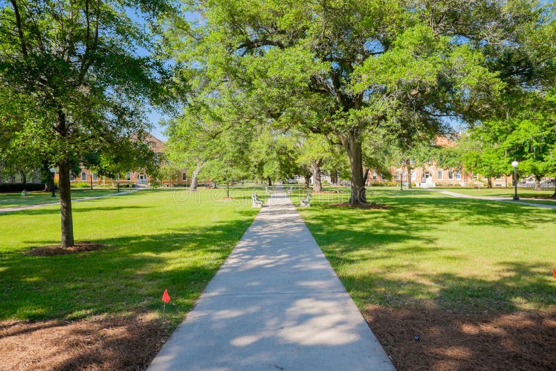 Green Grass, Blue Sky and the School Bus Stock Photo - Image of depth ...