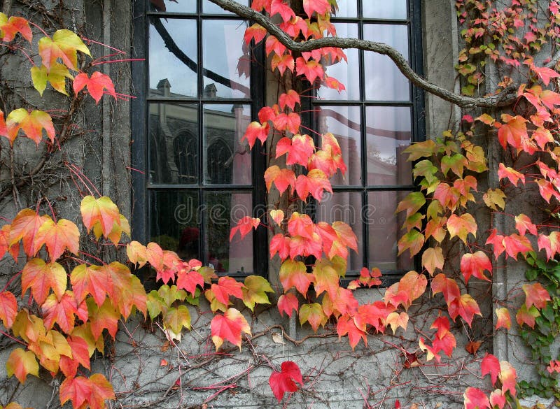 Fall Season stock image. Image of momiji, autumn, nature - 1735901