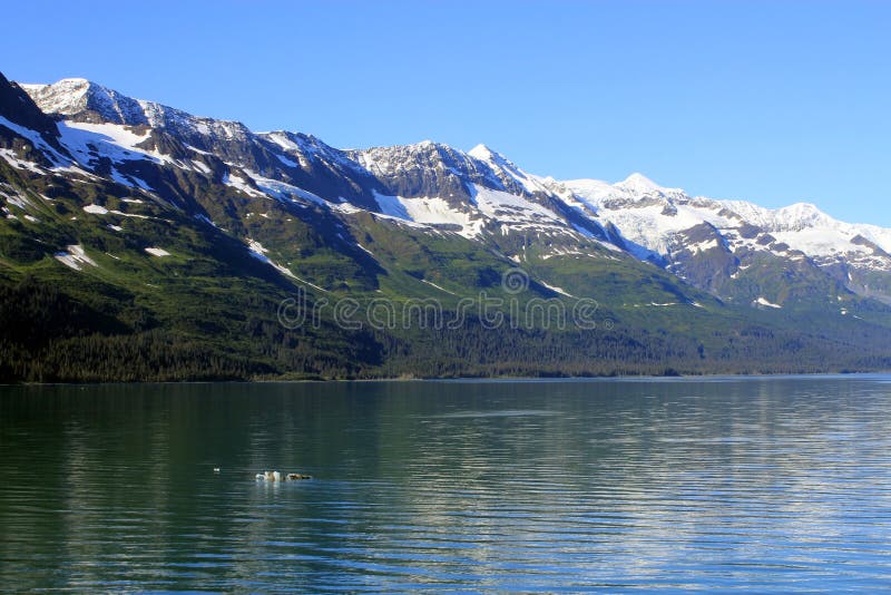 College Fiord in Alaska stock image. Image of fiord, travel - 28142893