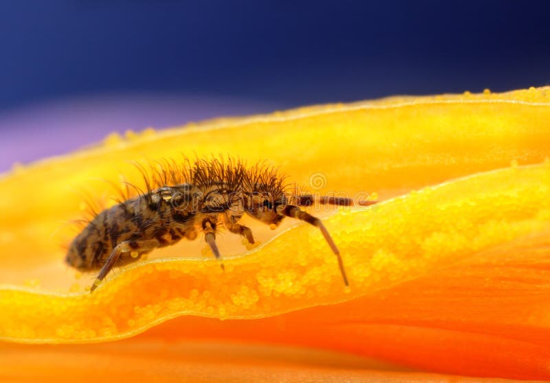 Collembola Springtail on Pollen Stock Image - Image of brown, wild ...