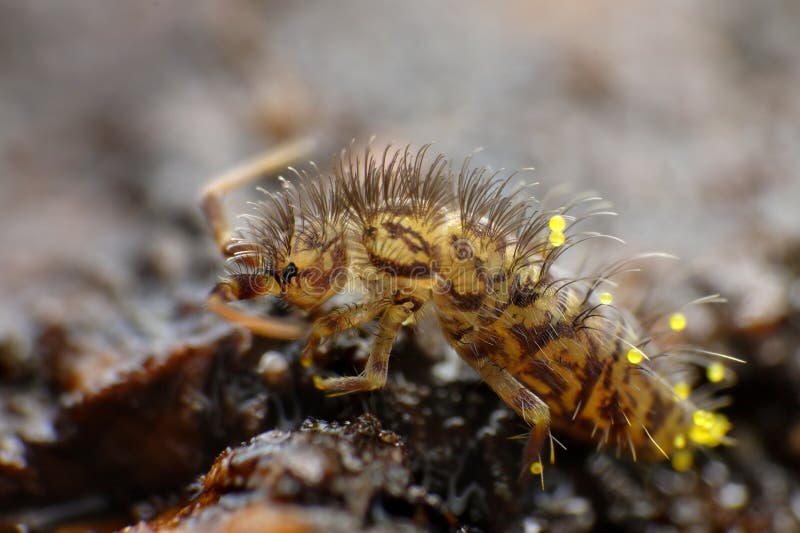 Cute mosquito stock vector. Illustration of pain, epidemic - 17264416