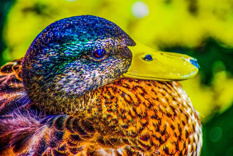 Coller full duck stock photo. Image of collerfull, coller - 178897032