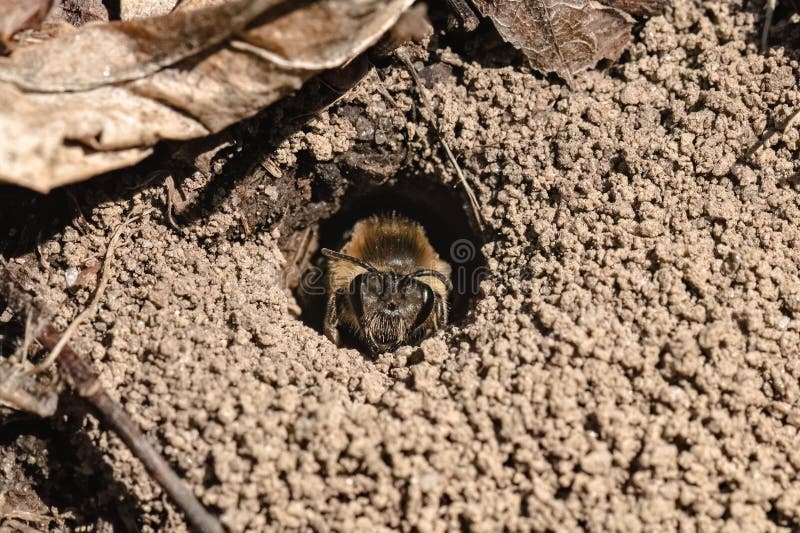 A Colletes Cellophane Polyester Bee Emerging from Its Nest for the ...