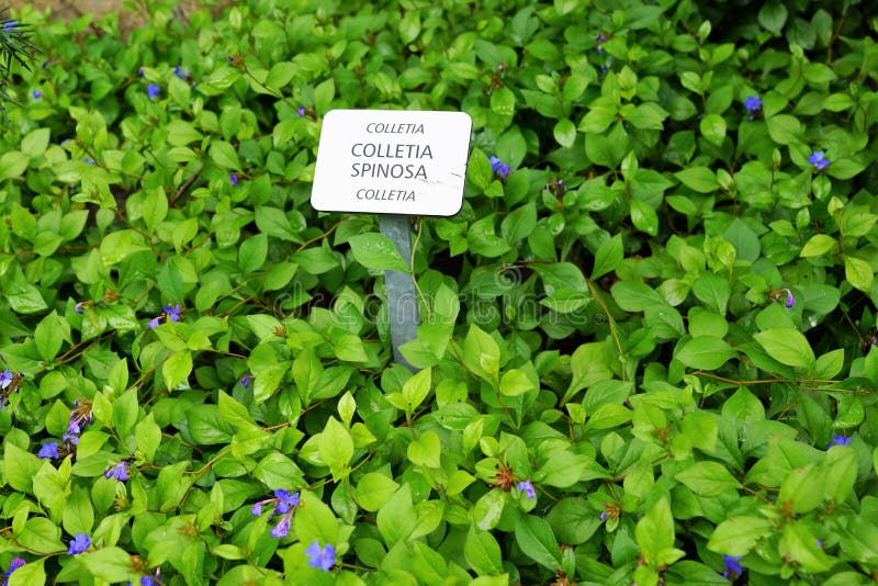 Colletia in the garden stock image. Image of cooking - 97476505