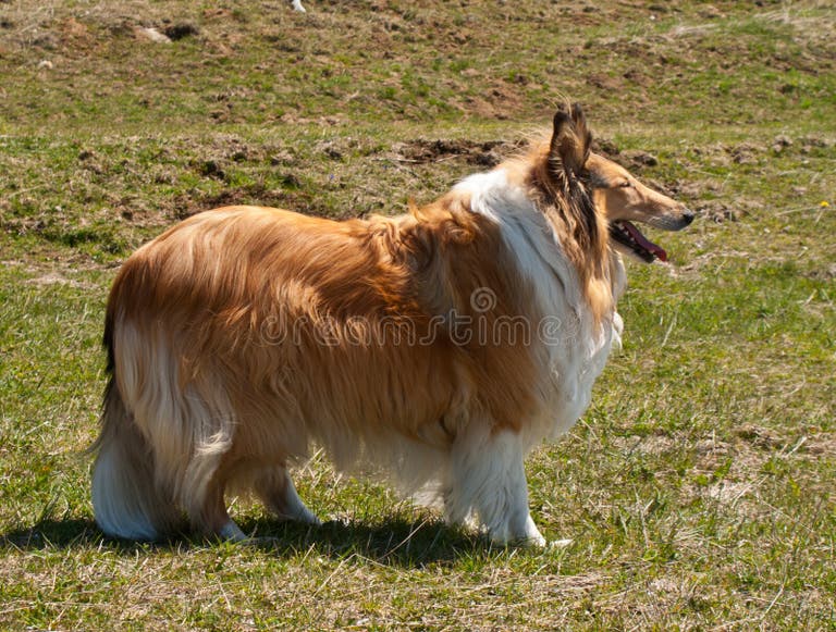 Colley écossais photo stock. Image du mammifère, gamine - 25110940