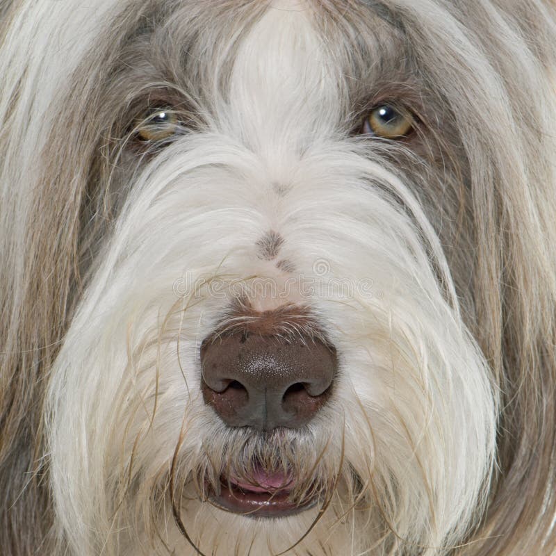 Colley barbu femelle photo stock. Image of purebred, colley - 69200688