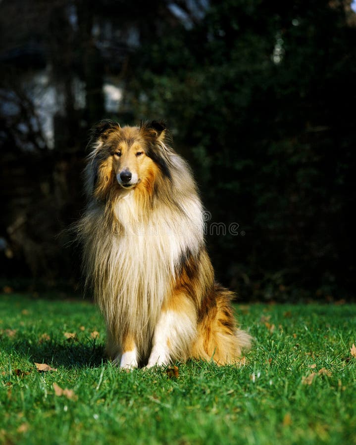 COLLEY stockbild. Bild von frontseite, collie, haustier - 170744221