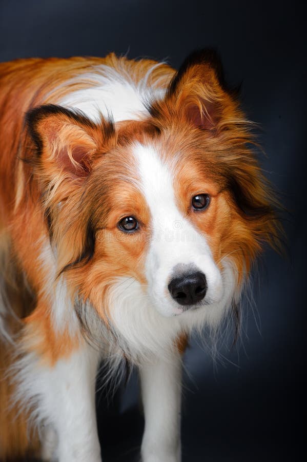 Enduit Colley-rugueux De Berger De L'Ecosse Photo stock - Image du ...
