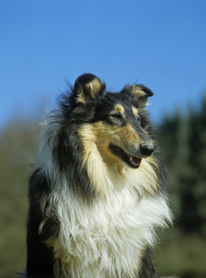 Portrait of Collie Dog pet stock image. Image of adult - 175557387