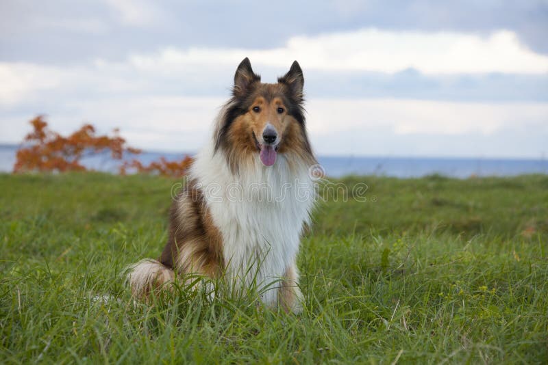 Colley Rugueux - Berger écossais (gamine) Couleur De Sable Image stock ...