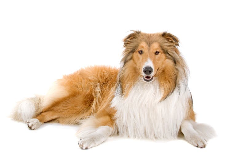 Collie à Poil Long - Berger écossais Photo stock - Image du longtemps ...